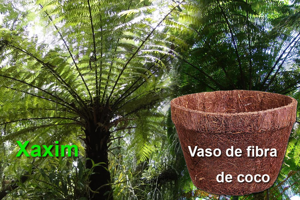 Ameaçado de extinção, o xaxim tem sua industrialização e ...